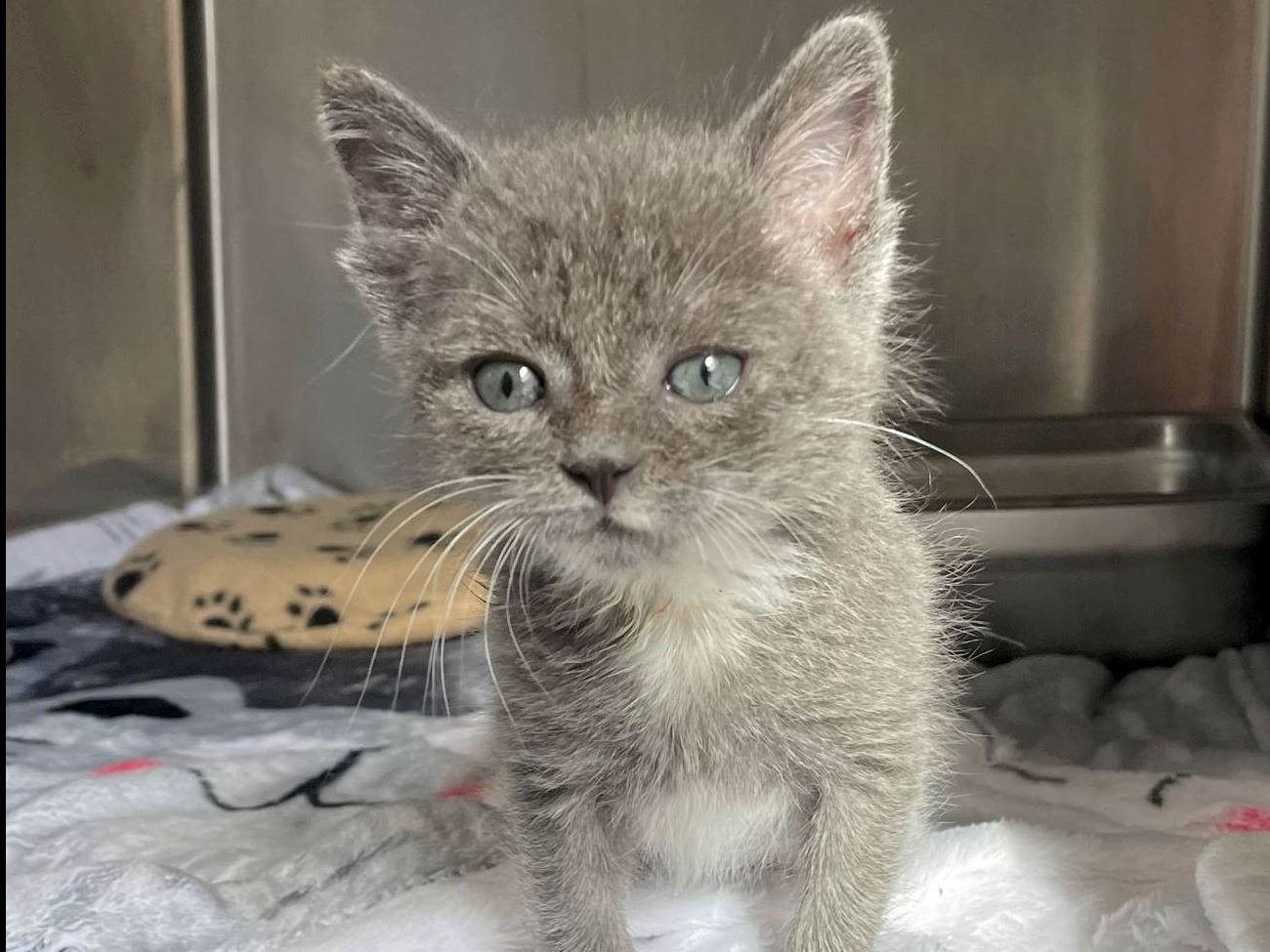 Animal Services | Athens-Clarke County, GA - Official Website