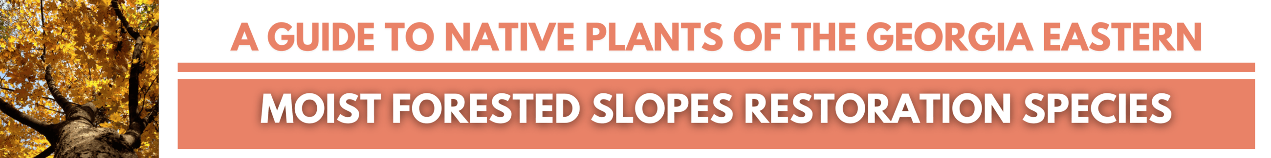 Native Plants | Athens-Clarke County, GA - Official Website